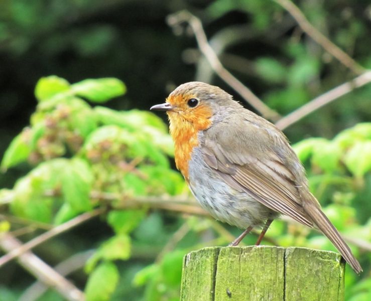 Let's talk Great British Birds and from around the world - upload your ...