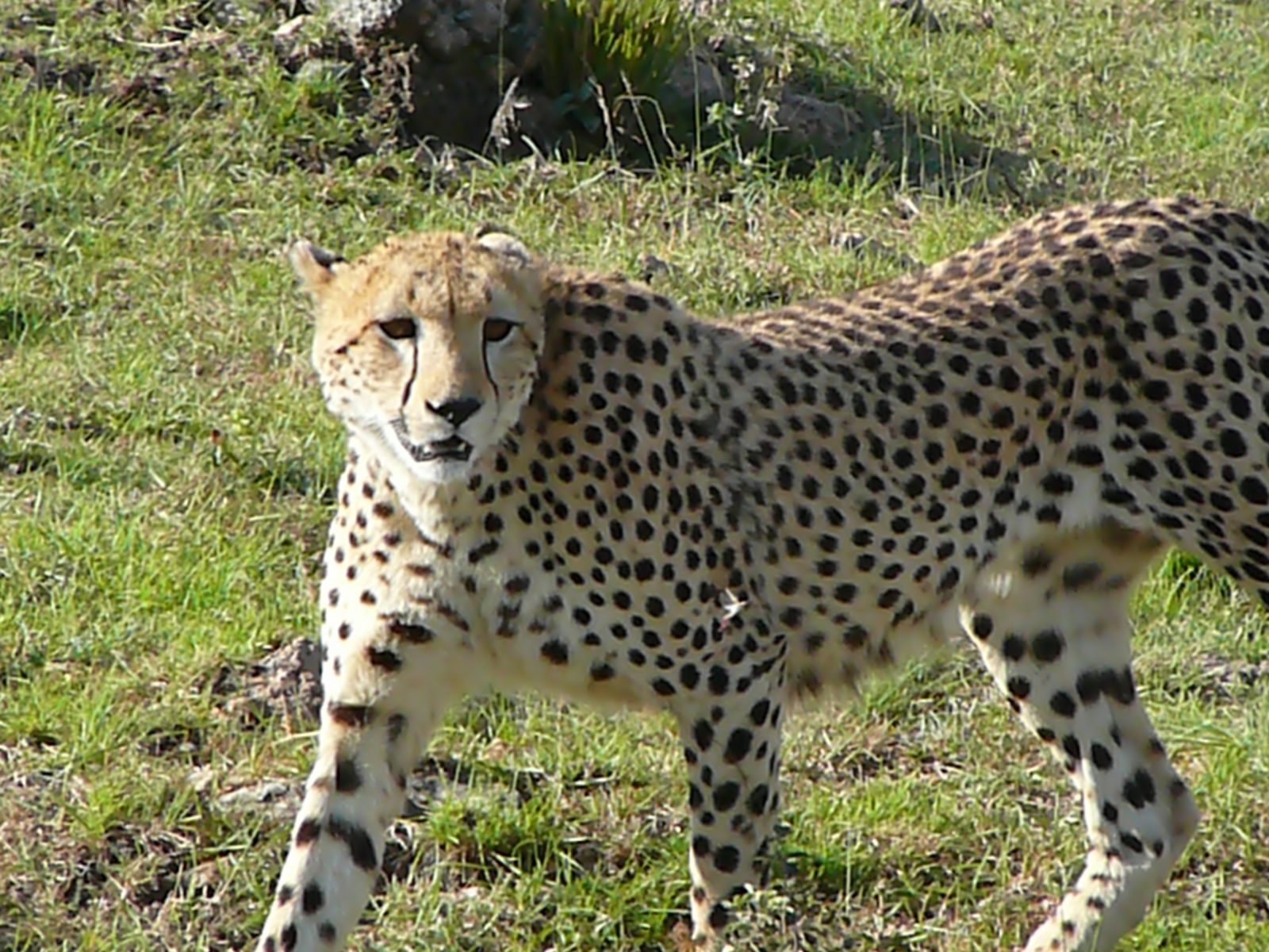 Mara Cheetah photos - help the Cheetah Research team - Your Africa ...