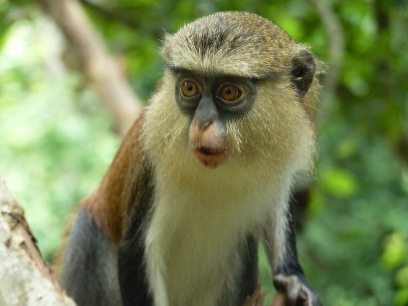 GHANA 2011 - Ghana - Safaritalk