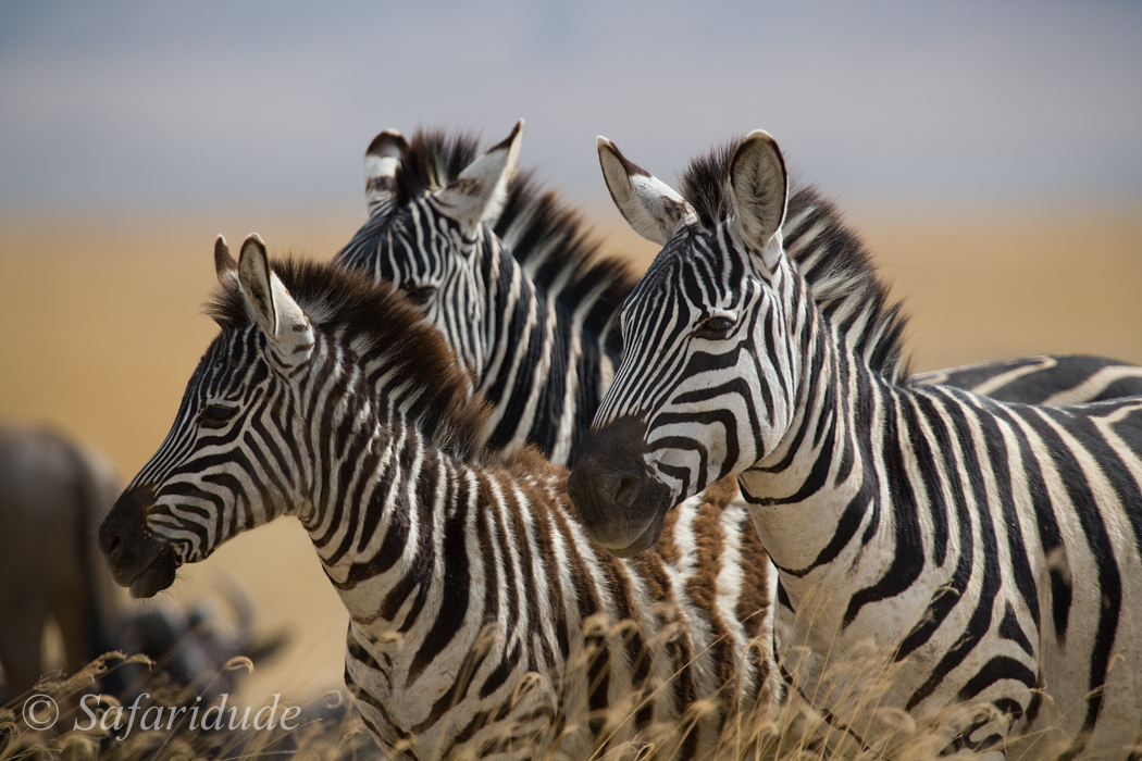 Show us your zebras... - Your Africa images - Safaritalk