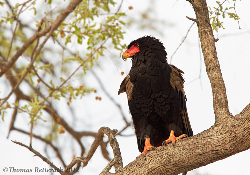 Show us your predator birds - Page 2 - Your Africa images - Safaritalk