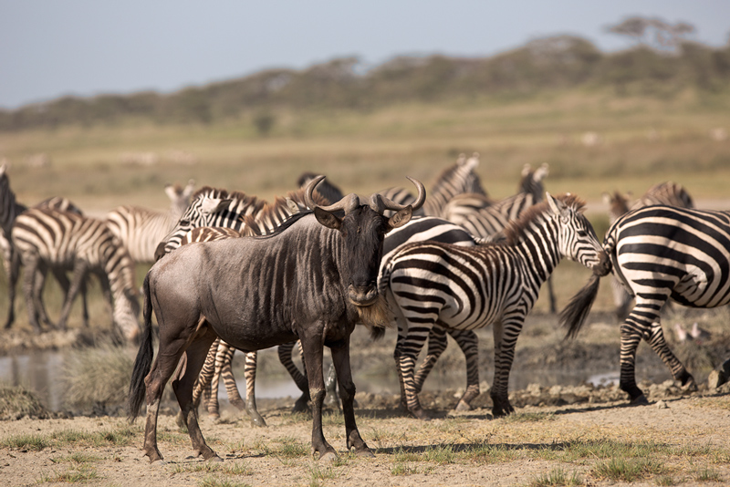 Where is Matiti now? A trip to Tanzania - Tanzania - Safaritalk