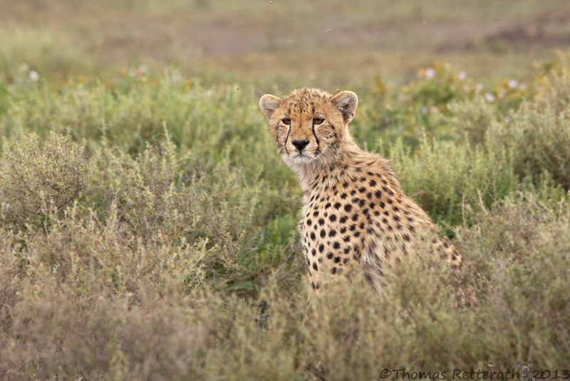 Where is Matiti now? A trip to Tanzania - Tanzania - Safaritalk