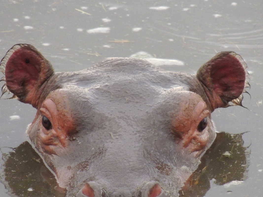 Tanzania February 2013 -- My first, but certainly not last, time on ...