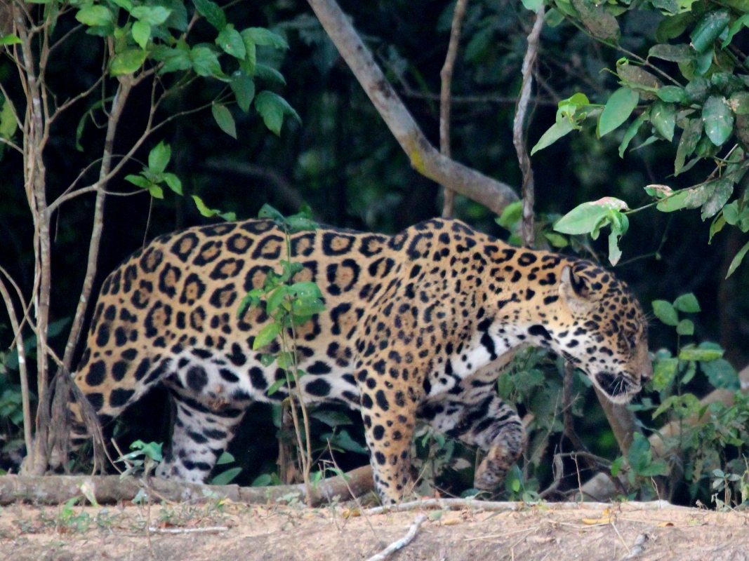 Show us your Jaguars - Wildlife images from around the world - Safaritalk
