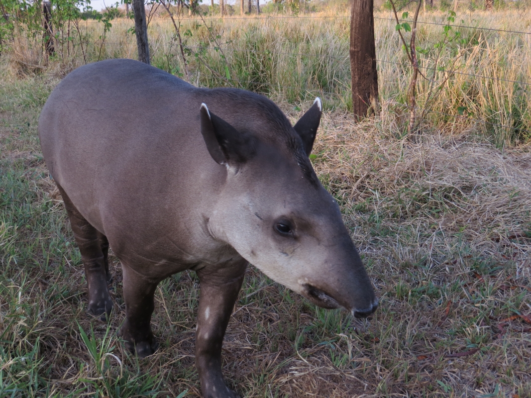 Show us your Tapirs - Wildlife images from around the world - Safaritalk