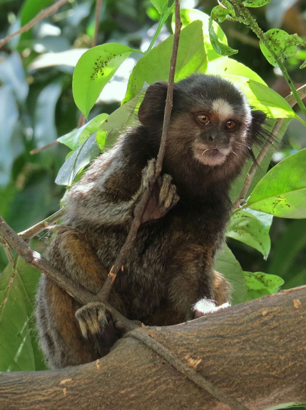 Muriqui Monkey Mania & Pantanal Pumapalooza - South/Central America inc ...