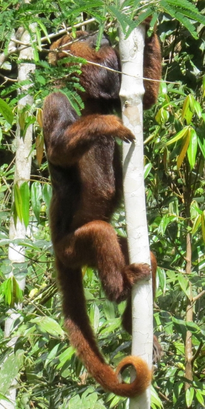 Muriqui Monkey Mania & Pantanal Pumapalooza - South/Central America inc ...