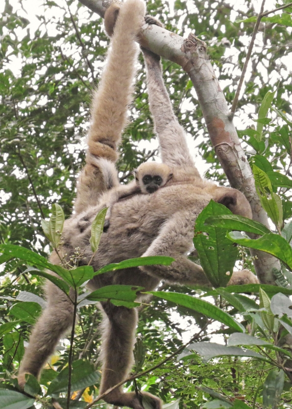 Muriqui Monkey Mania & Pantanal Pumapalooza - South/Central America inc ...