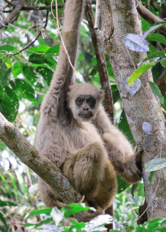 Muriqui Monkey Mania & Pantanal Pumapalooza - South/Central America inc ...