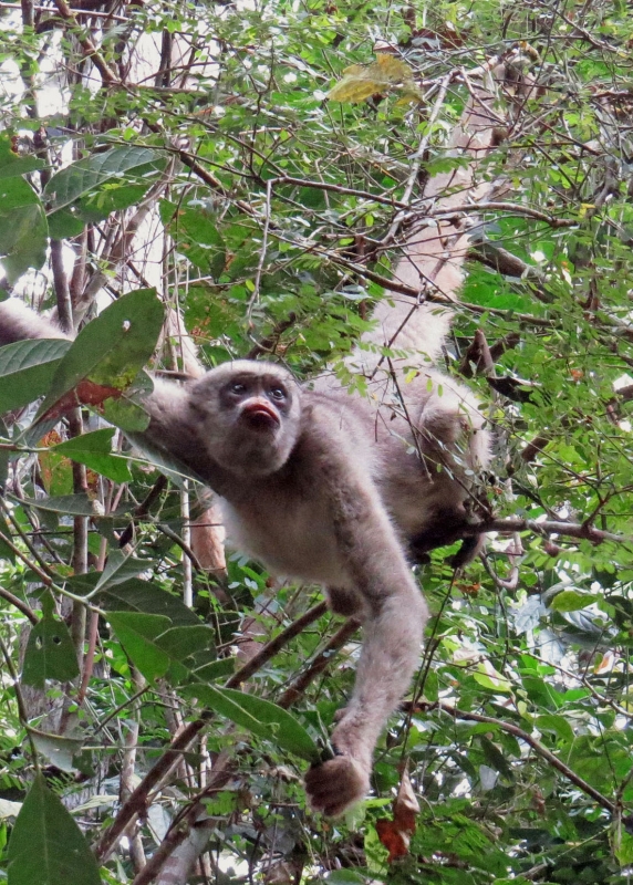 Muriqui Monkey Mania & Pantanal Pumapalooza - South/Central America inc ...