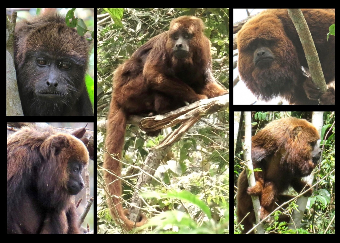 Muriqui Monkey Mania & Pantanal Pumapalooza - South/Central America inc ...