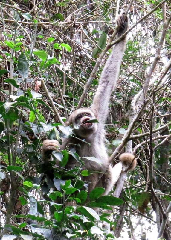 Muriqui Monkey Mania & Pantanal Pumapalooza - South/Central America inc ...