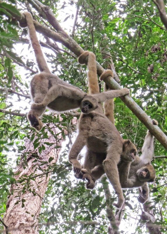 Muriqui Monkey Mania & Pantanal Pumapalooza - South/Central America inc ...