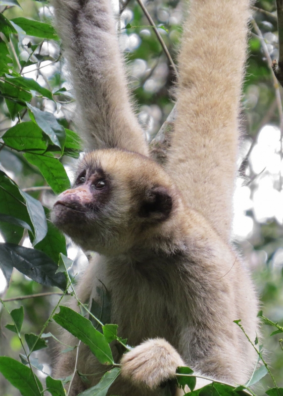 Muriqui Monkey Mania & Pantanal Pumapalooza - South/Central America inc ...