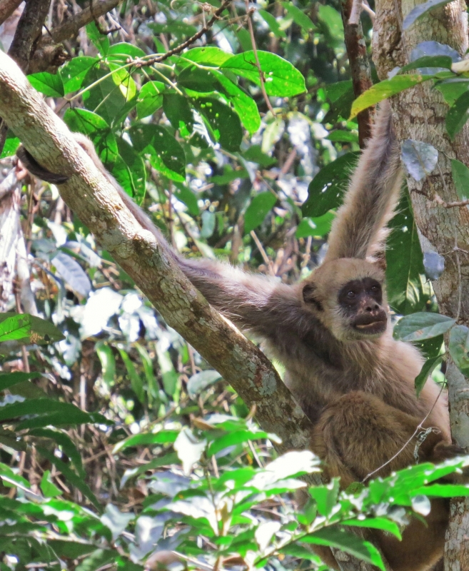 Muriqui Monkey Mania & Pantanal Pumapalooza - South/Central America inc ...