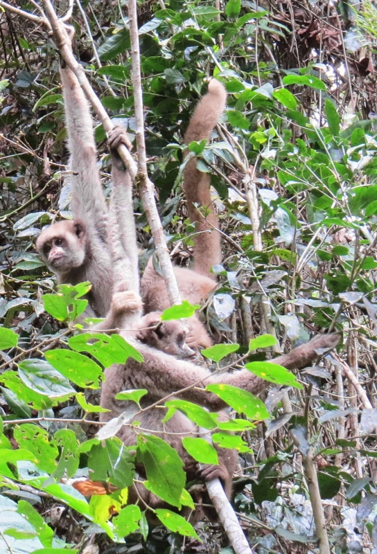 Muriqui Monkey Mania & Pantanal Pumapalooza - South/Central America inc ...