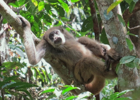 Muriqui Monkey Mania & Pantanal Pumapalooza - South/Central America inc ...