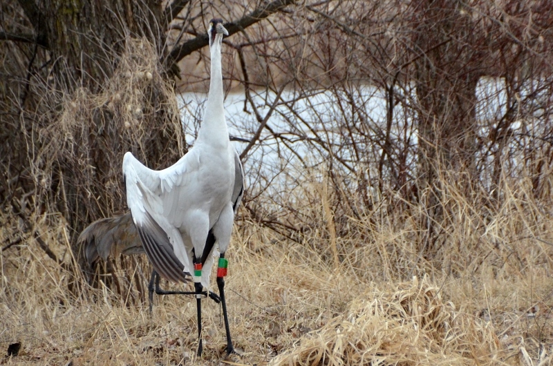 Whoooping Cranes in Wisconsin - Worldwide birds - Safaritalk