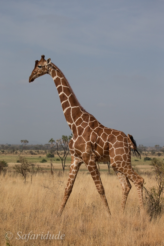 Safaridude and Game Warden's Excellent Adventure - February 2014 - Kenya - Safaritalk