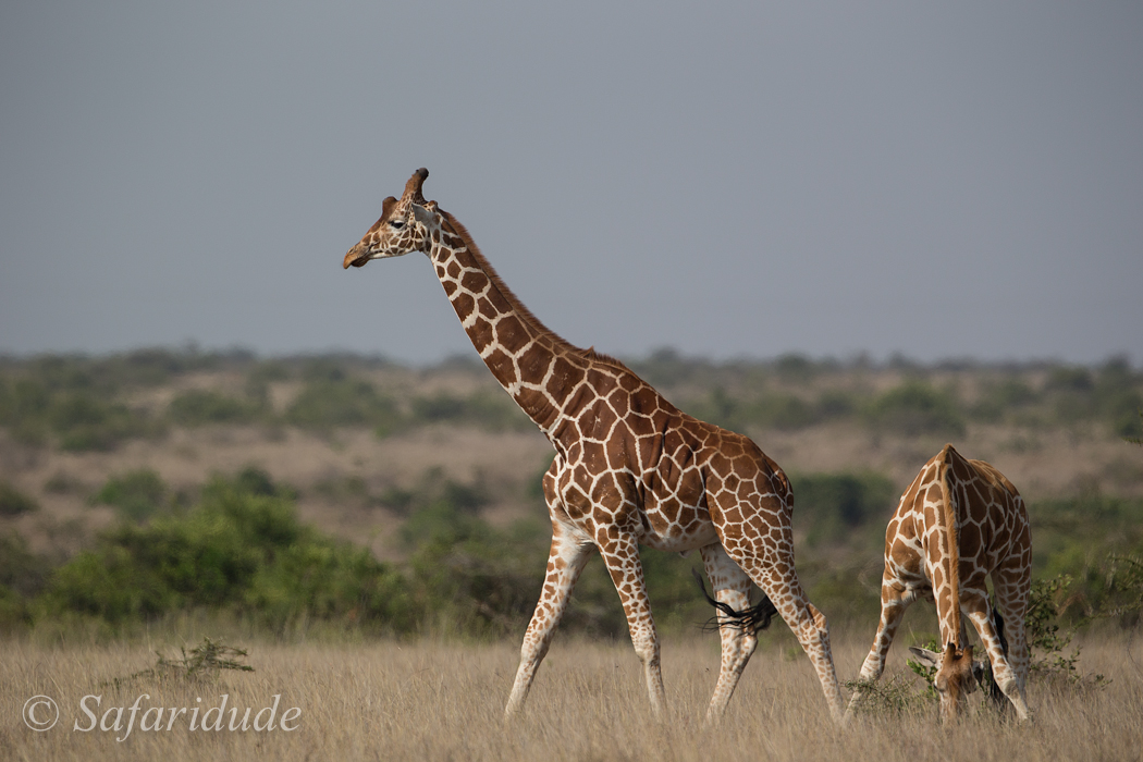 Giraffe subspecies ID Pics. What are the visual differences? - Your ...