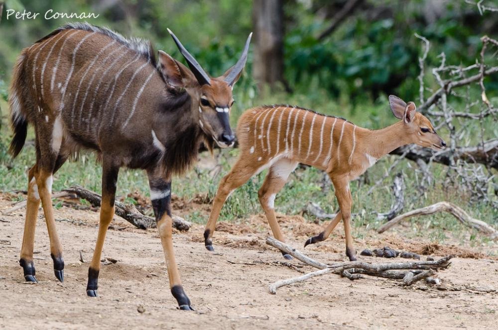 Show us your nyala... - Your Africa images - Safaritalk