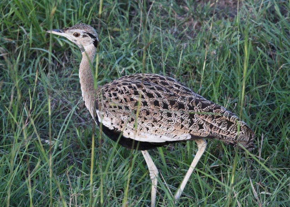 Show us your bustards... - Worldwide birds - Safaritalk