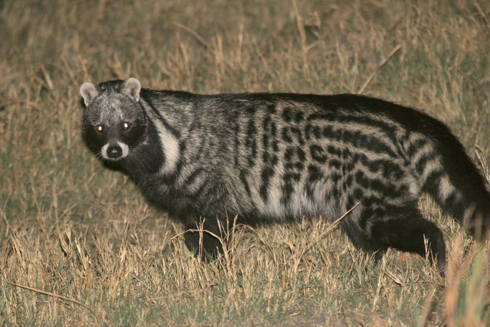 Show us your Civets and Genets - Your Africa images - Safaritalk