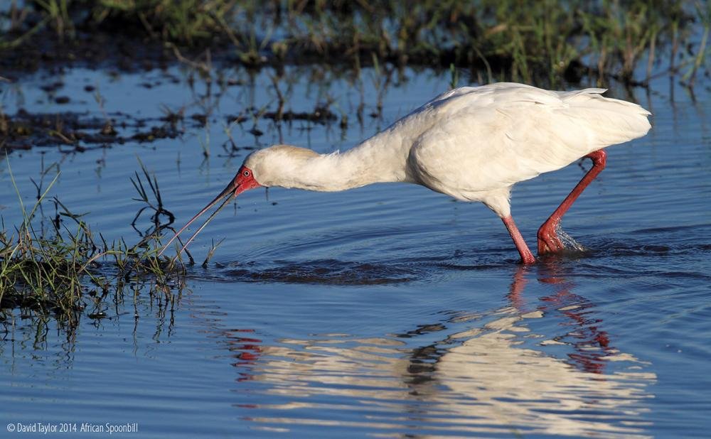 Chobe River Bird Images Part 1 and 2 - Africa birds - Safaritalk