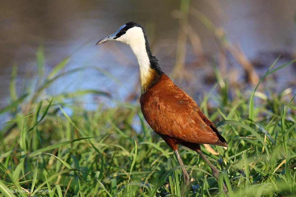 Chobe River Bird Images Part 1 and 2 - Africa birds - Safaritalk