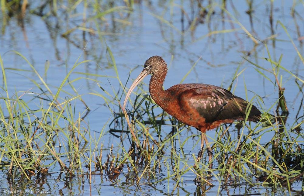 Chobe River Bird Images Part 1 and 2 - Africa birds - Safaritalk