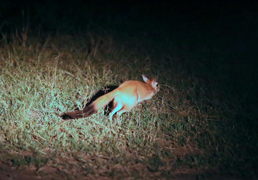 Pictures of the spring hare. - Your Africa images - Safaritalk