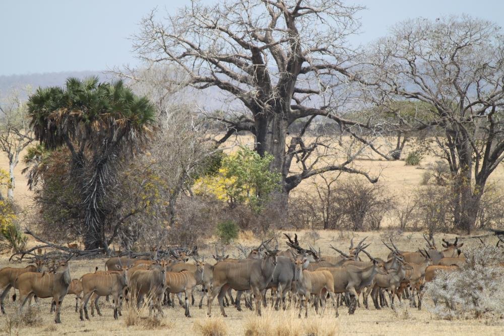 Show us your Eland photos... - Your Africa images - Safaritalk