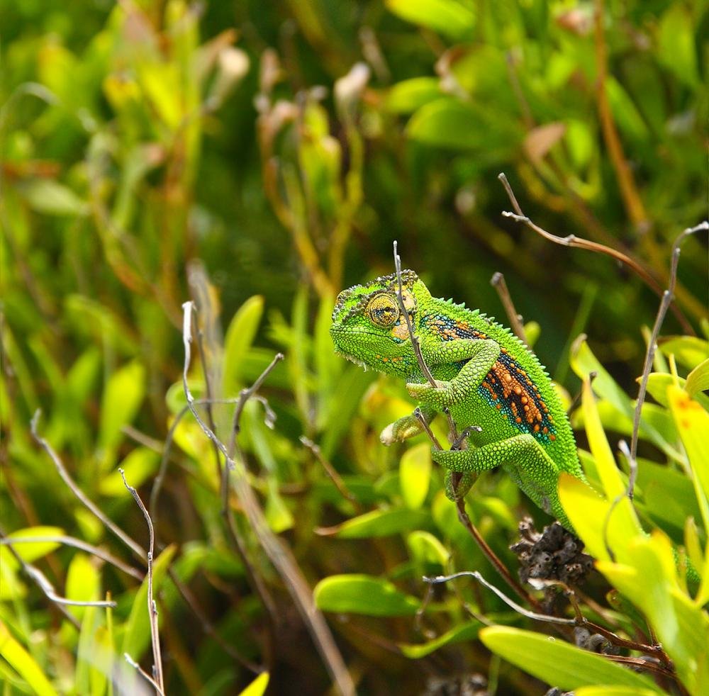 Cape Dwarf Chameleon - Your Africa images - Safaritalk