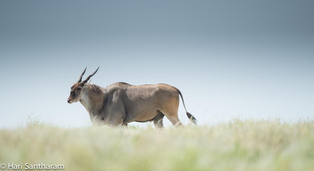 Show us your Eland photos... - Your Africa images - Safaritalk