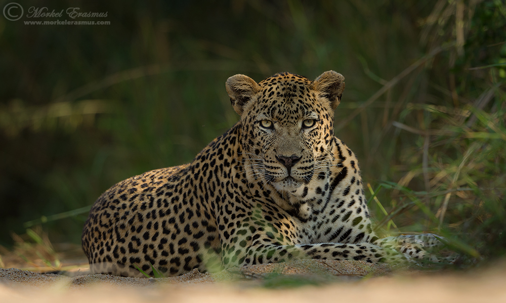 Show us your leopard pics... - Page 14 - Your Africa images - Safaritalk