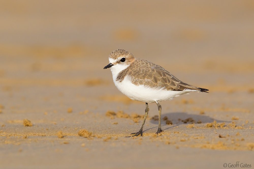 Show us your shorebirds (waders) - Worldwide birds - Safaritalk