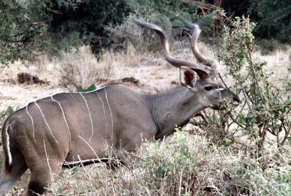 Show us your Greater Kudu. - Your Africa images - Safaritalk