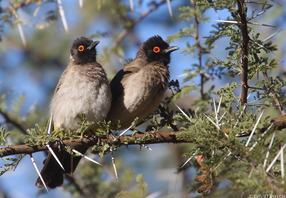 Some birds of Namibia - Africa birds - Safaritalk
