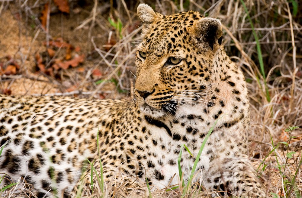 Show us your leopard pics... - Page 18 - Your Africa images - Safaritalk