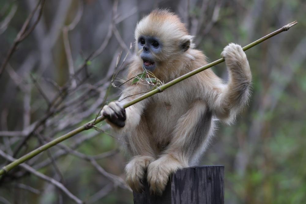 Show us your East Asian wildlife... - Wildlife images from around the ...