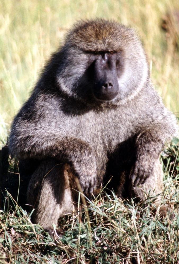 Show us your baboons... - Your Africa images - Safaritalk