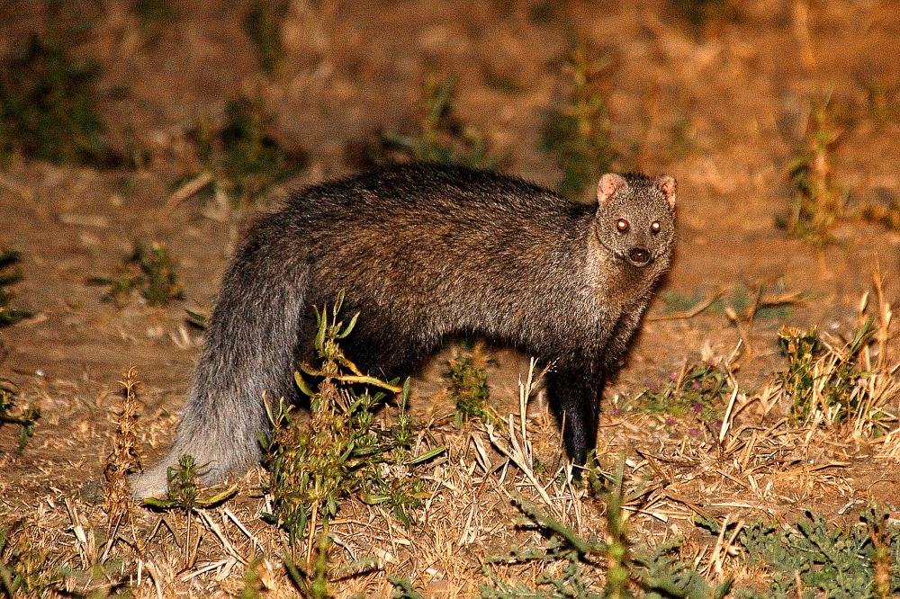 Show us your African mongoose species... - Your Africa images - Safaritalk