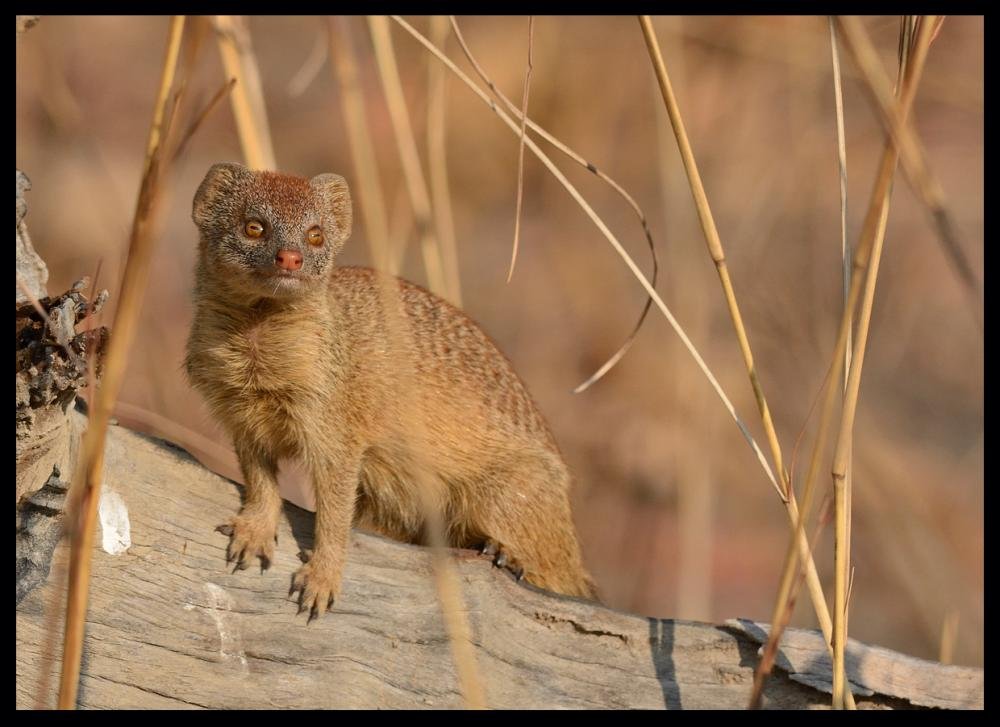 Show us your African mongoose species... - Your Africa images - Safaritalk