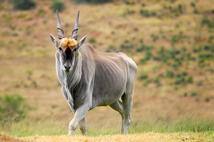 Show us your Eland photos... - Your Africa images - Safaritalk