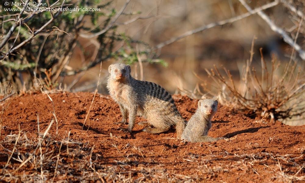 Show us your African mongoose species... - Your Africa images - Safaritalk
