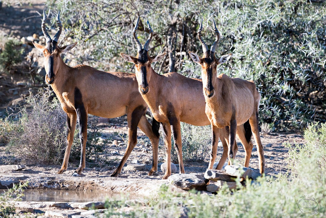 Karoo National Park - South Africa - Safaritalk
