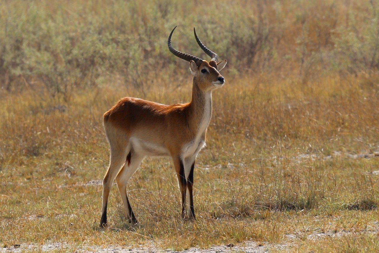Show us your red lechwe pictures here - Page 2 - Your Africa images ...