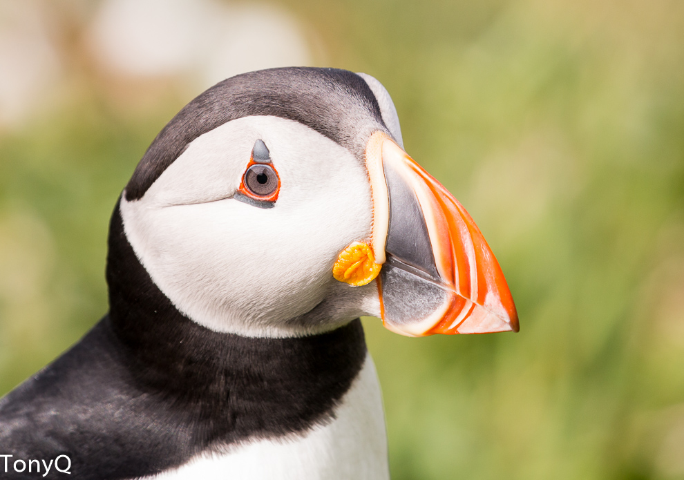 Scotland: Mainly Mull – Puffins, Predator birds… and some mammals ...