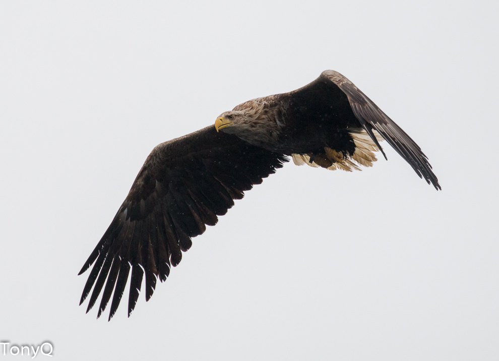 Scotland: Mainly Mull – Puffins, Predator birds… and some mammals ...